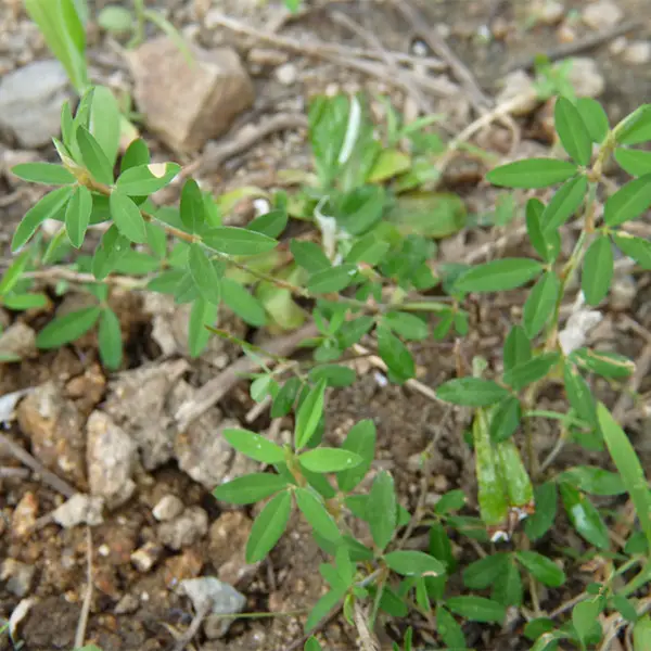 Common Summer Centipede Weeds With Pictures