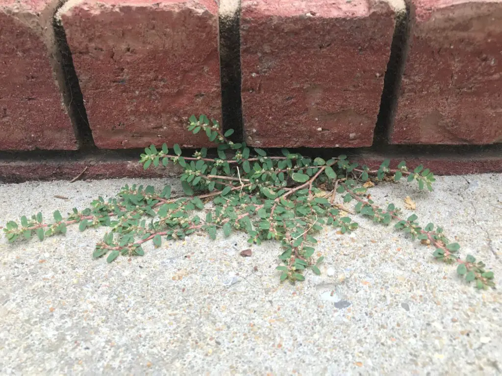 Common Summer Centipede Weeds - With Pictures