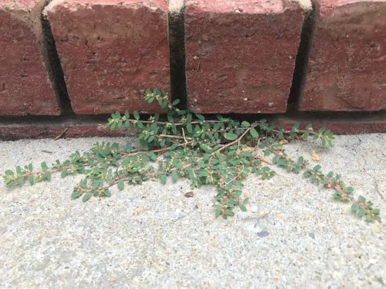 Common Summer Centipede Weeds - With Pictures