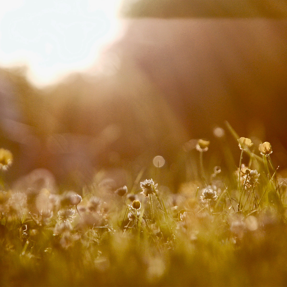Common Summer Centipede Weeds - With Pictures