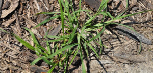 Ultimate Weed Identification Guide - With Pictures and Recommendations ...