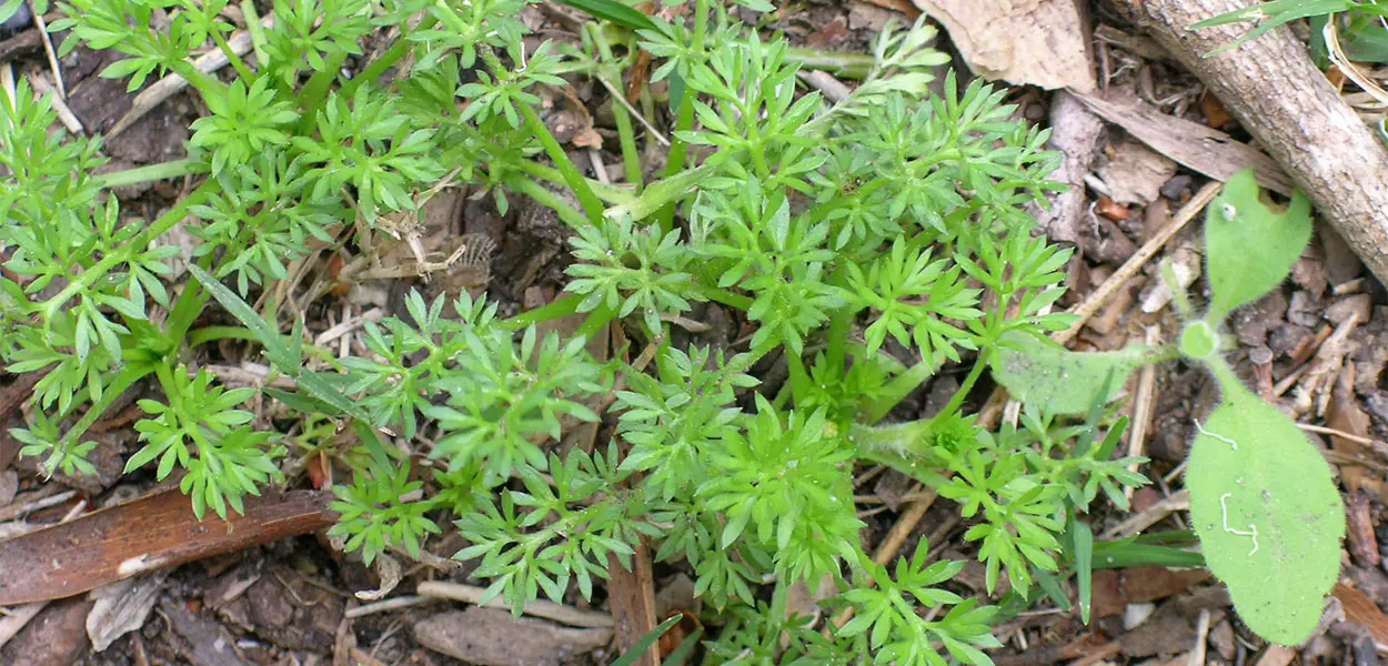 Ultimate Weed Identification Guide With Pictures And Recommendations On How To Kill Them
