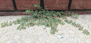 Ultimate Weed Identification Guide - With Pictures and Recommendations ...