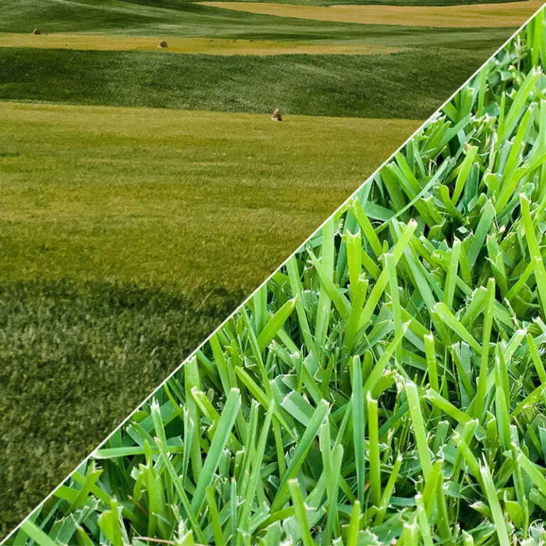 Centipede vs Bermuda Grass - Lawn and Petal