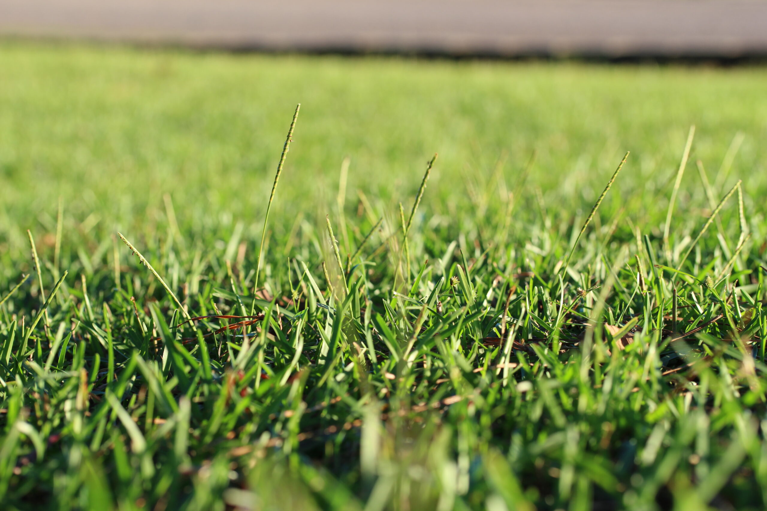 How to Overseed a Centipede Grass Lawn in 9 Easy Steps