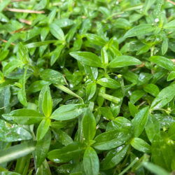 Ultimate Weed Identification Guide - With Pictures and Recommendations ...